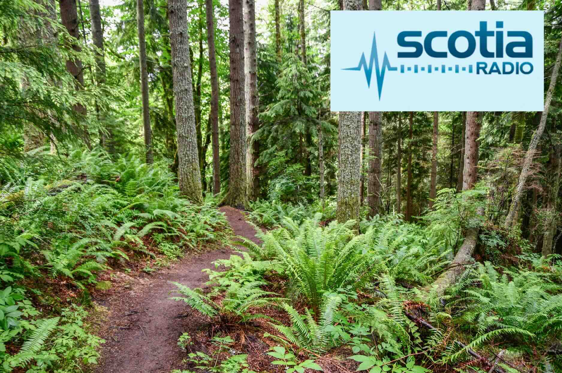 Carnegie Harriers Race with Excellent Coverage from Scotia